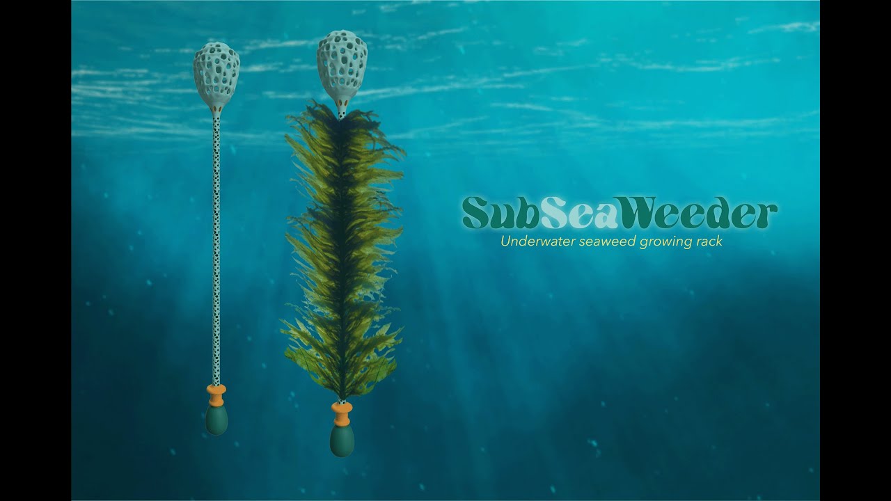 SubSeaWeeder - an underwater seaweed growing rack - YouTube