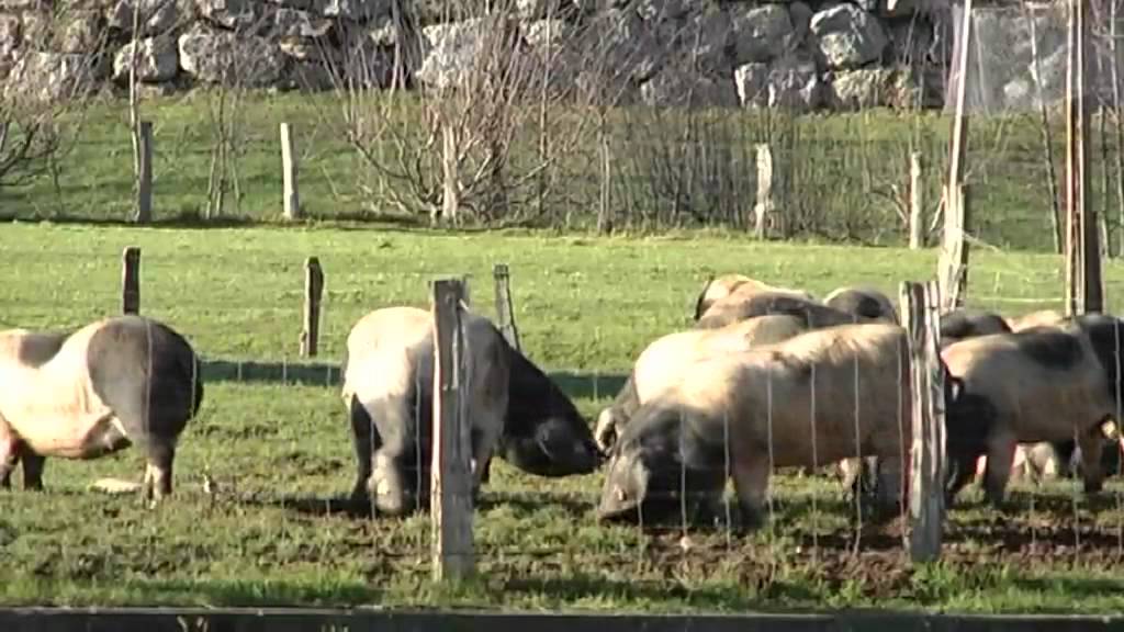kintoa, le porc de race Basque - YouTube
