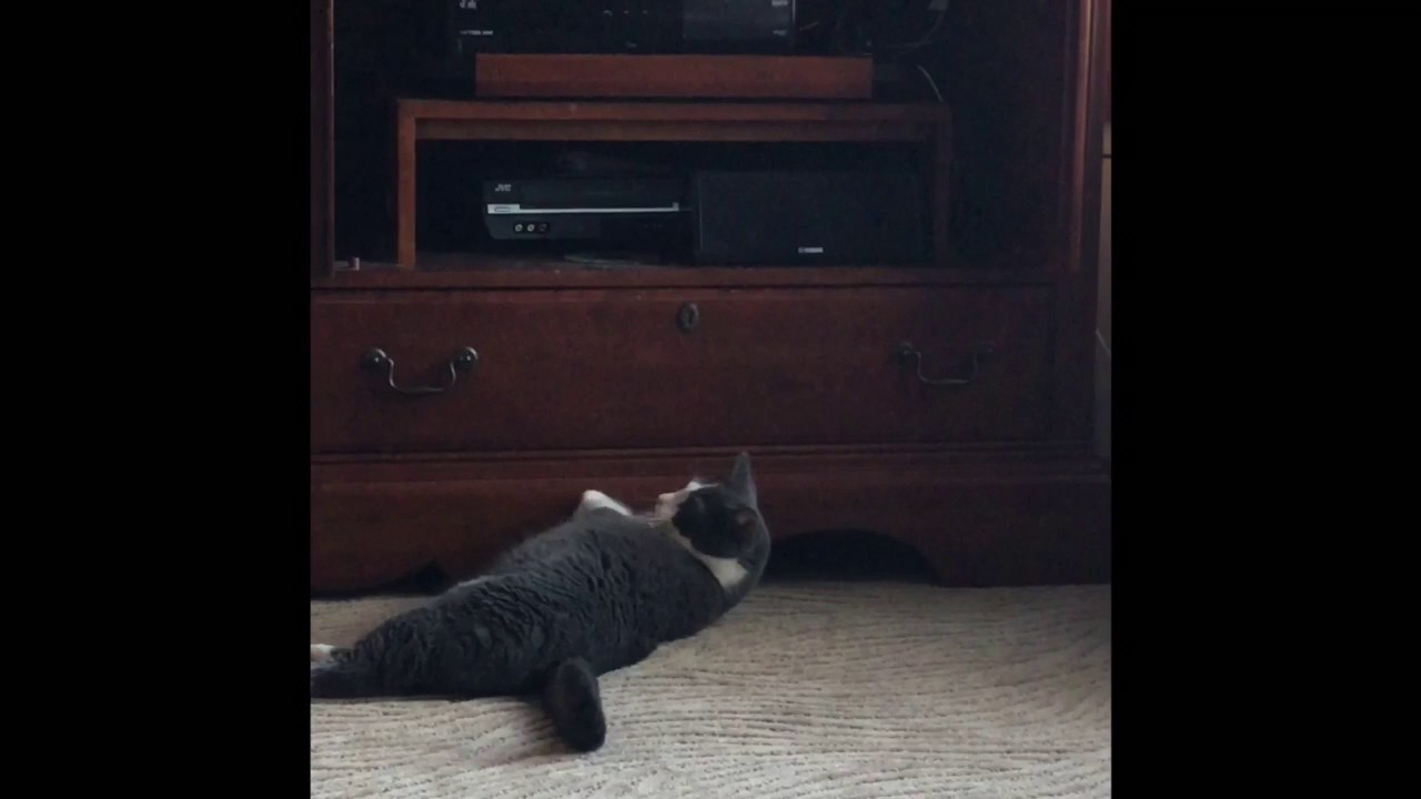 Timothy The Cat - YouTube