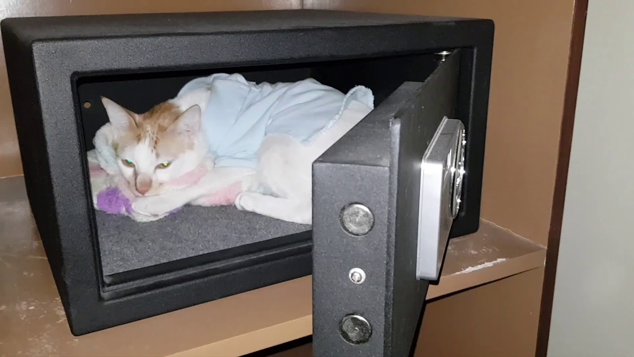 My CAT LOVES SLEEPING INSIDE *MONEY VOLT*!! so adorable🐱💰 - YouTube