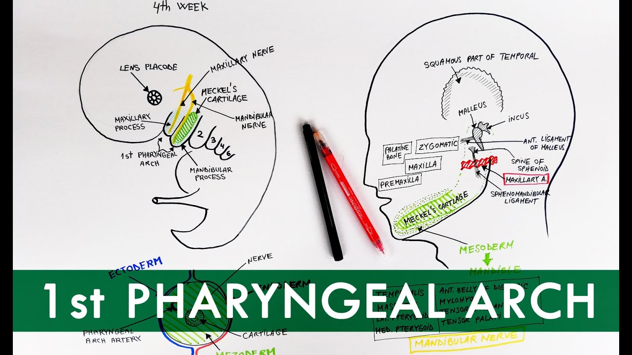 First Pharyngeal Arch and its derivatives | Embryology Tutorial - YouTube
