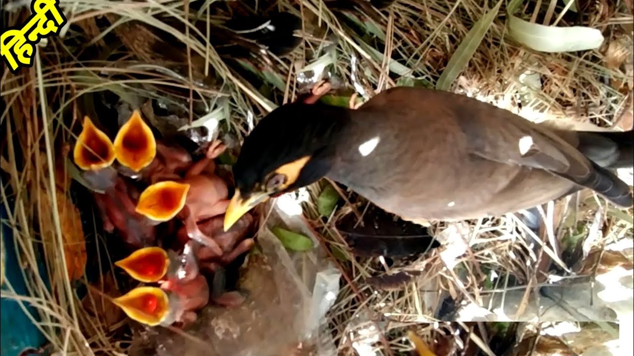 salik Bird Try To Speak With The Man|Talking Bird - YouTube