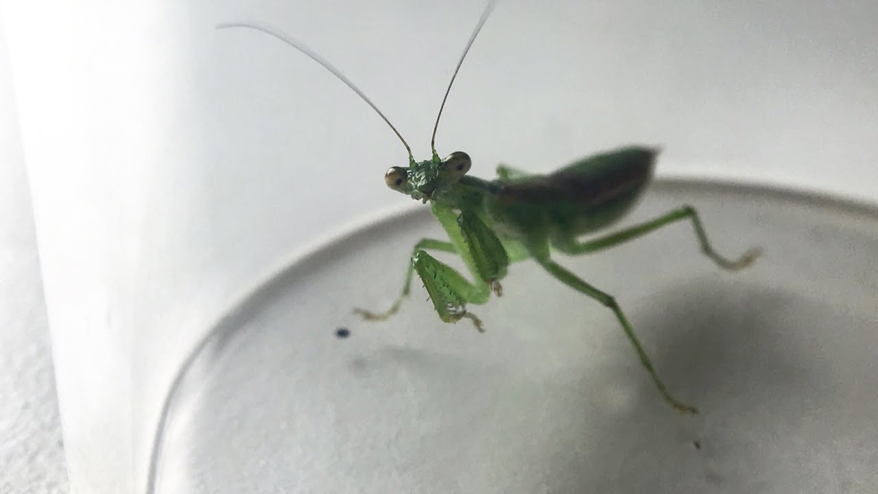 Praying Mantis Setup Tutorial - YouTube