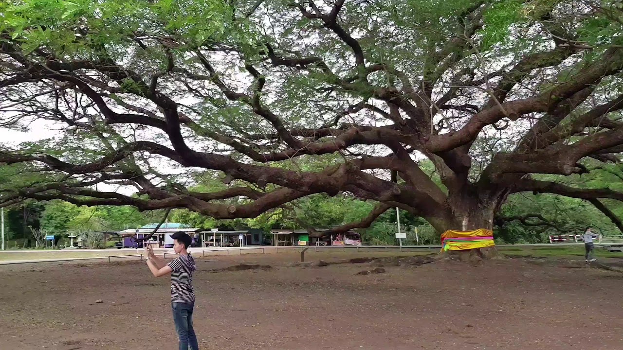 The Giant Monkey Pod tree (Rain Tree), Kanchanaburi province, Thailand ...