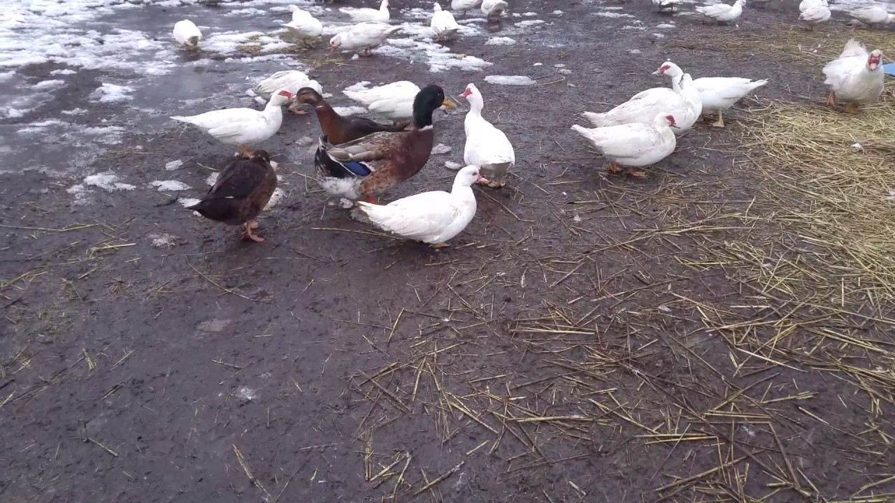 Ducks arguing - YouTube