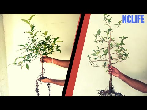 Let's start training bonsai ahatu plant step by step. ඇහැටු බොන්සායි ...