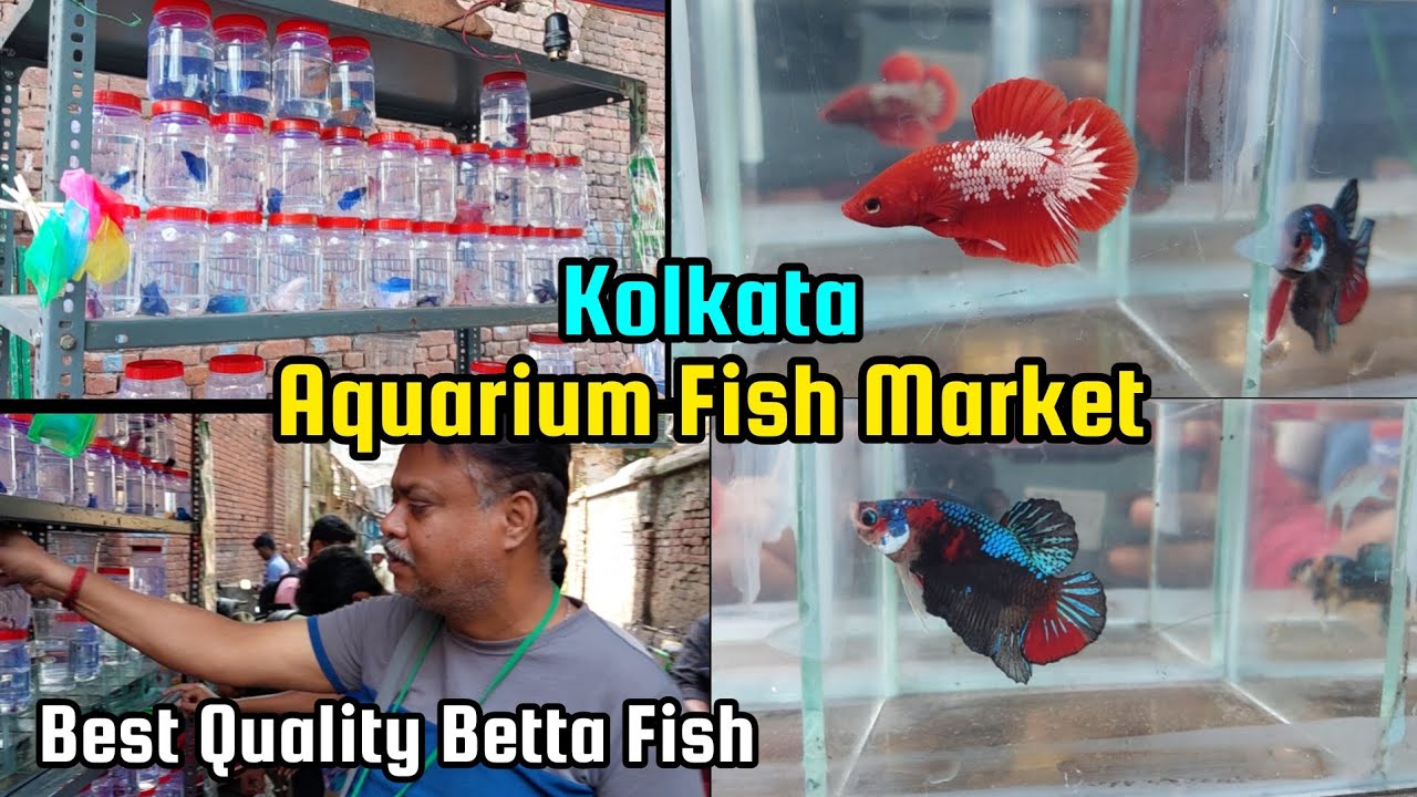Best Quality Betta Fish | Recent Aquarium Fish Price Update | Gallif Street Fish Market Kolkata ...