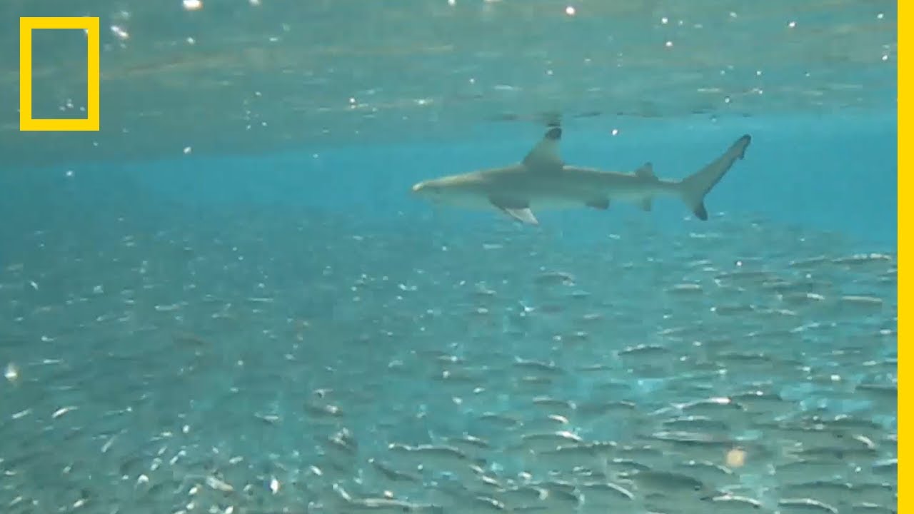 Le requin à pointe noire, coopératif et déterminé - YouTube