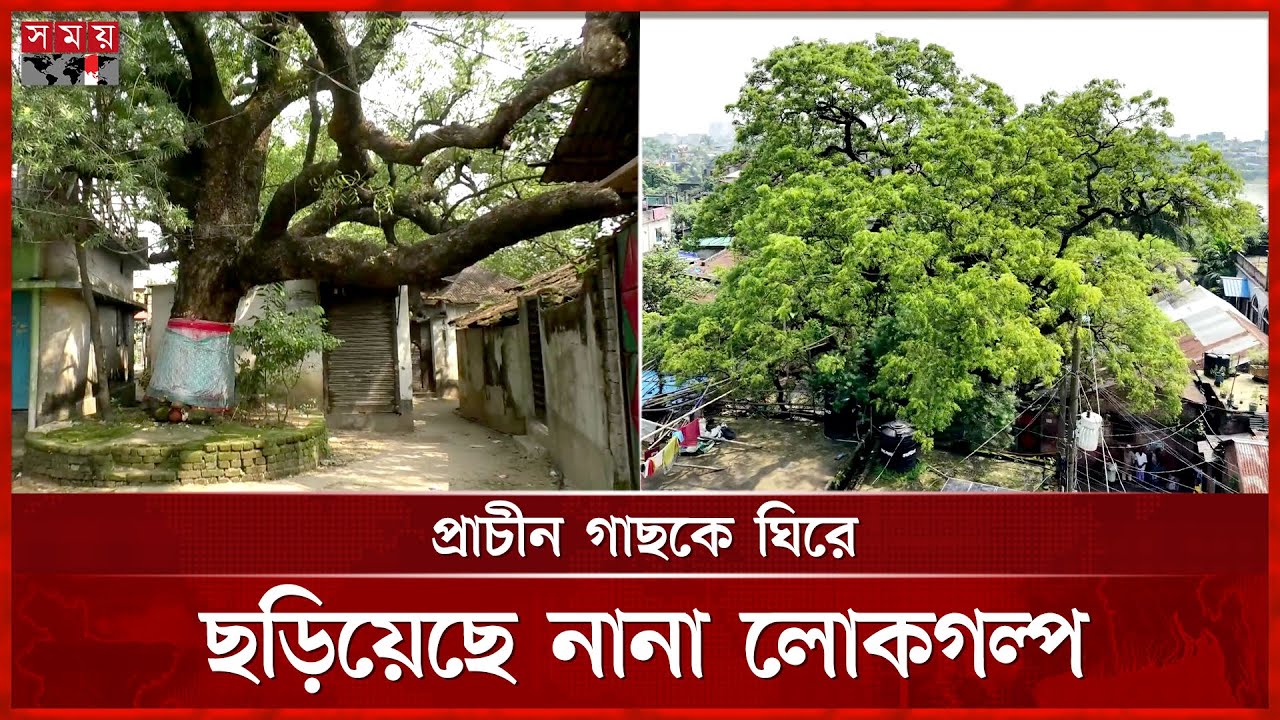 ৫০০ বছরের পুরানো নিমগাছ বাংলাদেশে! | 500 Year Old Neem Tree | Savar ...