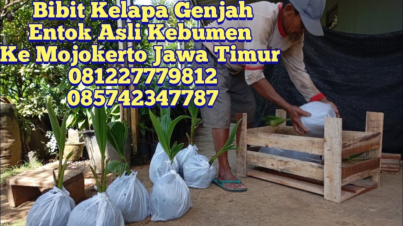Bibit Kelapa Genjah Entok Asli Kebumen ke Mojokerto Jawa Timur ...