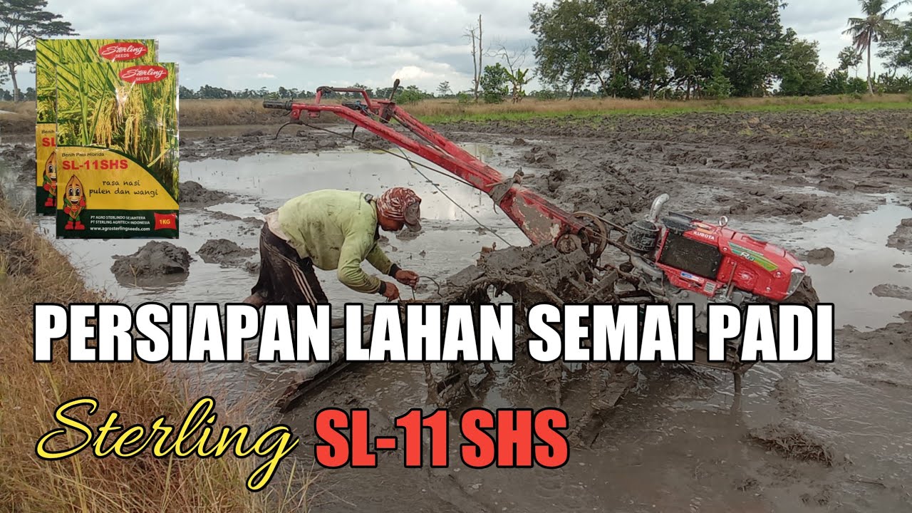 Persiapan Lahan Semai Padi Sterling SL-11 SHS - YouTube
