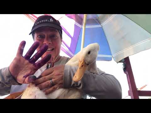 Doctoring Donald Duck’s injured foot - YouTube