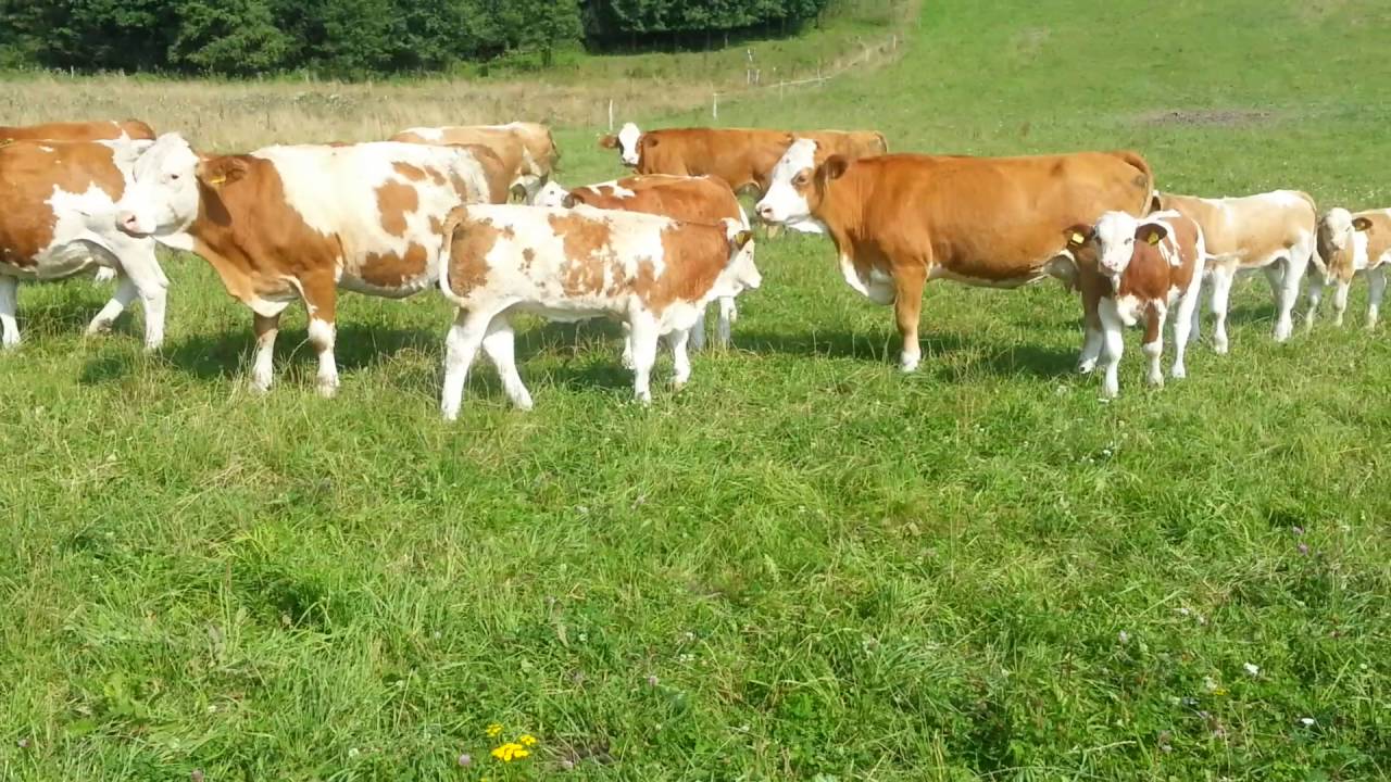 simmental cattle 2 - YouTube