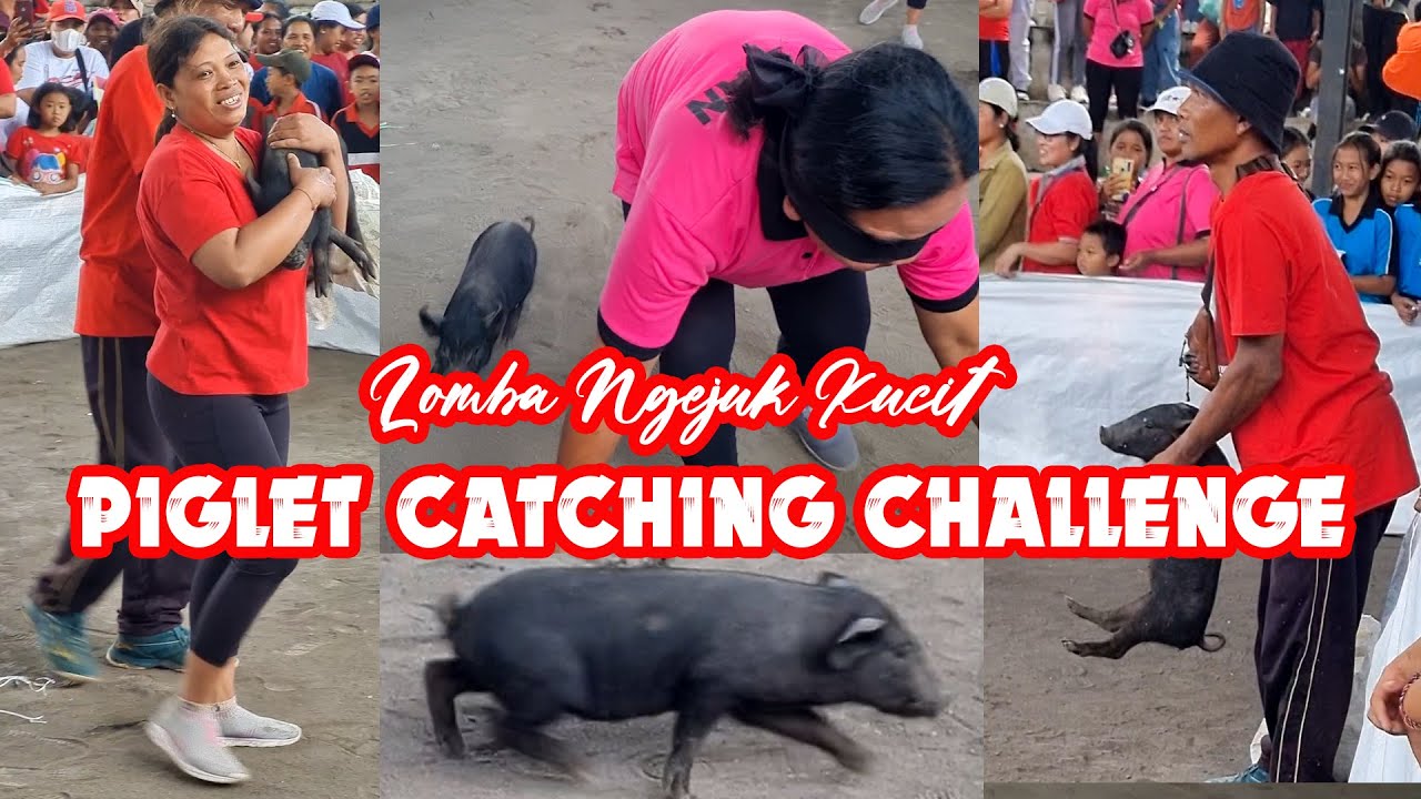 Lomba Tangkap anak Babi - PIGLET CATCHING CHALLENGE - YouTube