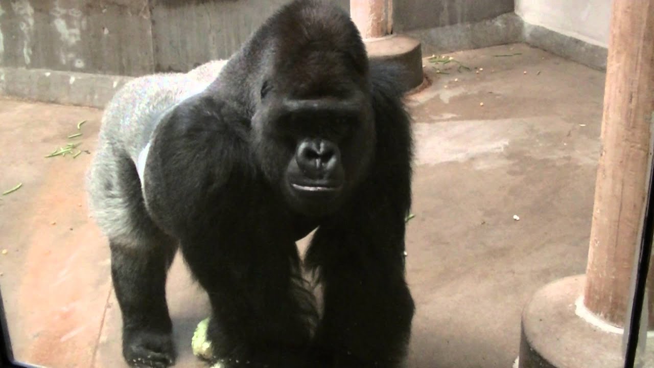 Gorilla Growling - YouTube