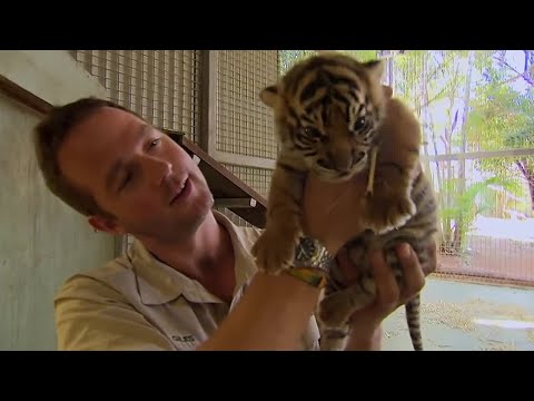 What Happens When Tigers Meet Humans | BBC Earth