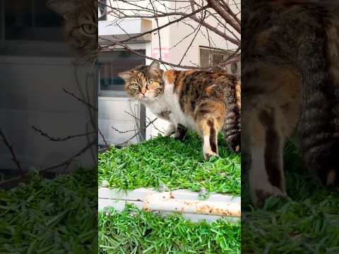 Yavru kediler için abone ol beğen destek ol 🫶