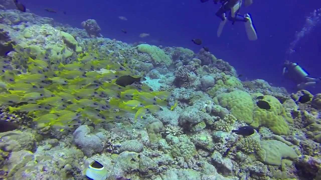 Scuba Diving Palau, Micronesia - 2013 Trip - YouTube