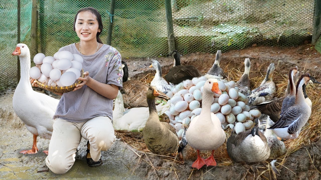 Harvesting GOOSE EGGS, Harvesting CHICKEN EGGS...Go To Market Sell ...