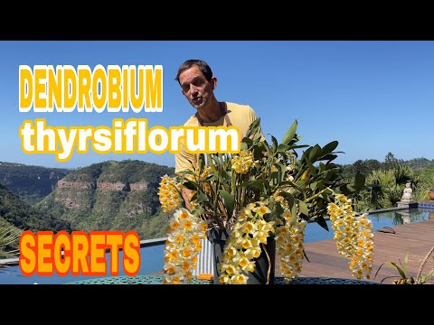 Why Your Dendrobium thyrsiflorum Won’t Flower — Complete Care & Bloom Guide