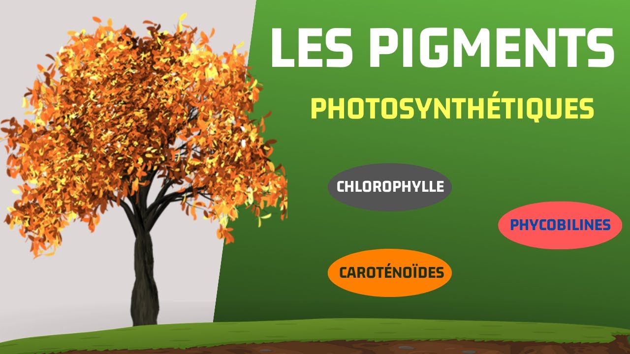 Les Pigments Photosynthétiques - YouTube
