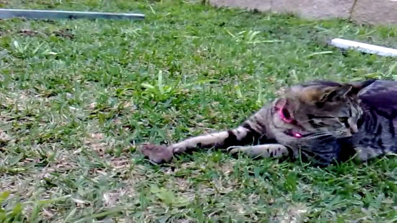 Cat catches mouse - YouTube