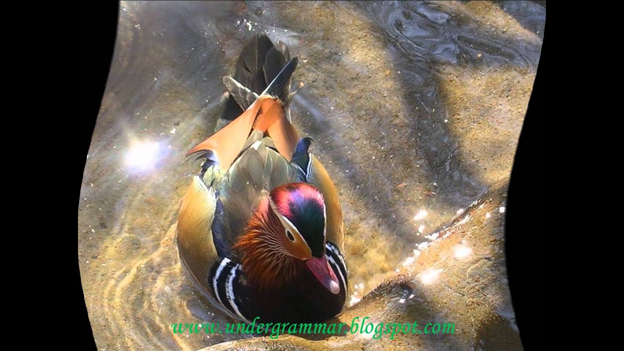 Grisel Rios El Peregrino de Nazareth - YouTube