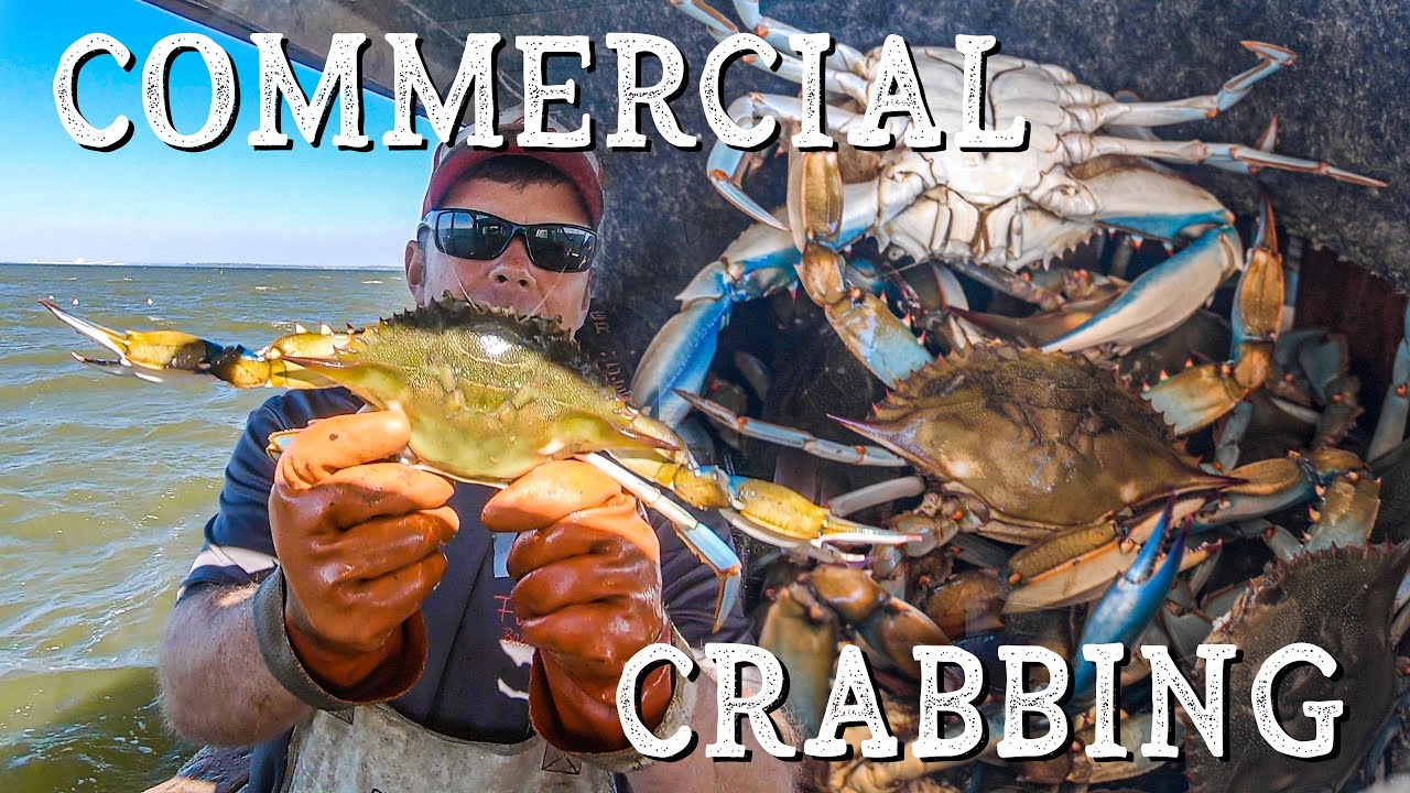 Commercial Seafood 🦀 Monster, Heavy BLUE CRABS in October - YouTube