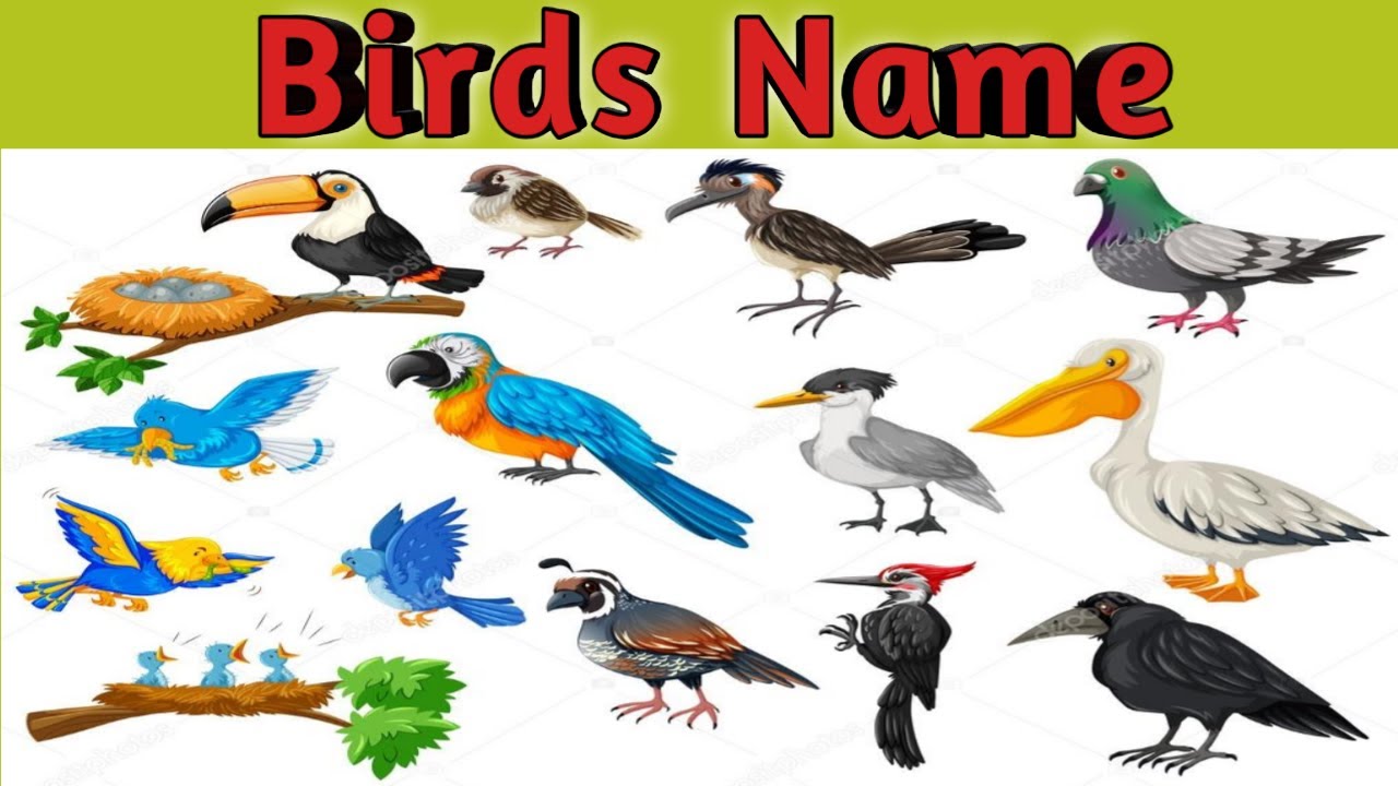 Birds Name with pictures | Bird Name in english| pre school | Paksheon ...