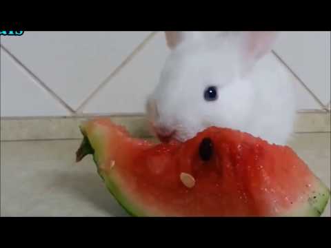 Komik ve Sevimli Tavşanlar