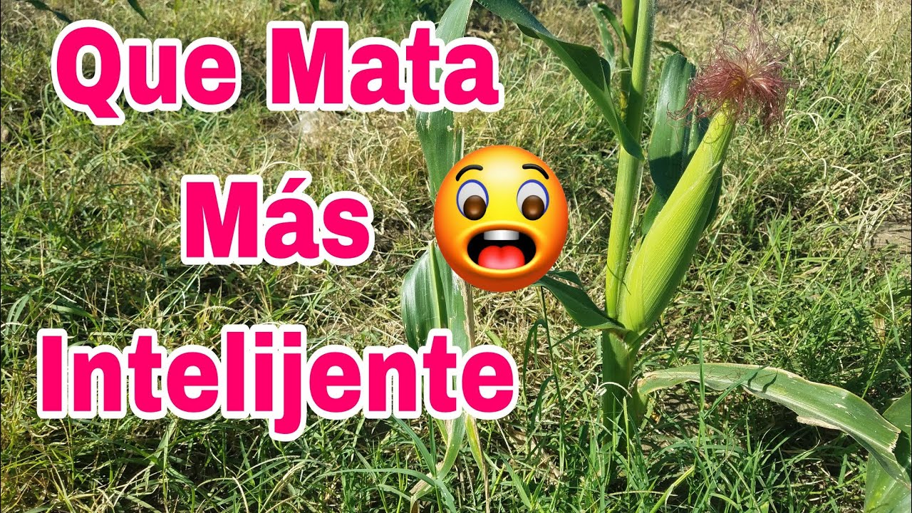 Sembradillos Mas Buenos Que Se Producen En El Salvador - YouTube