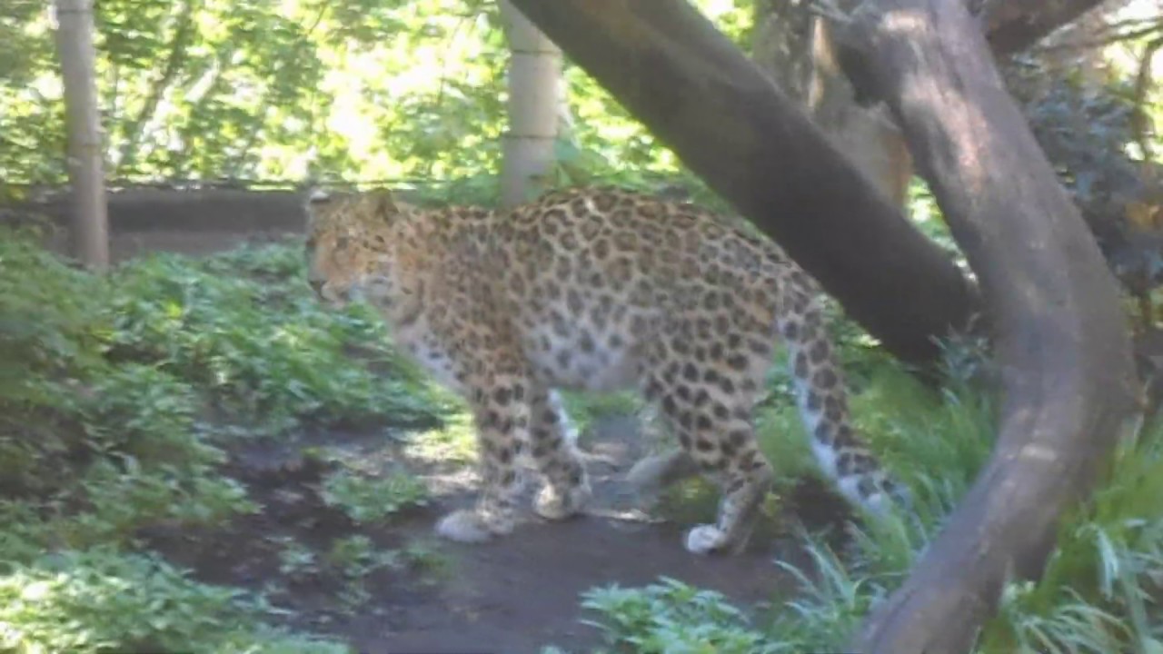 Wild Animals part 2 - YouTube