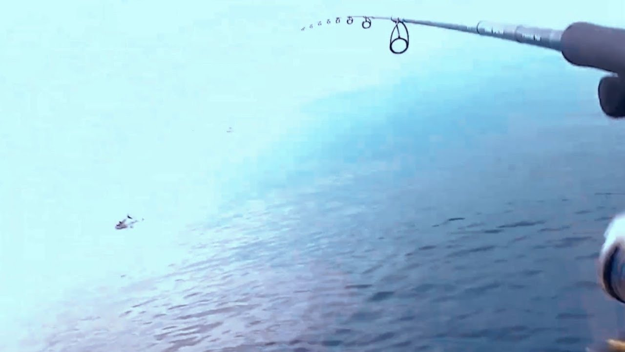 Tuna jumping out of the water!!! - YouTube