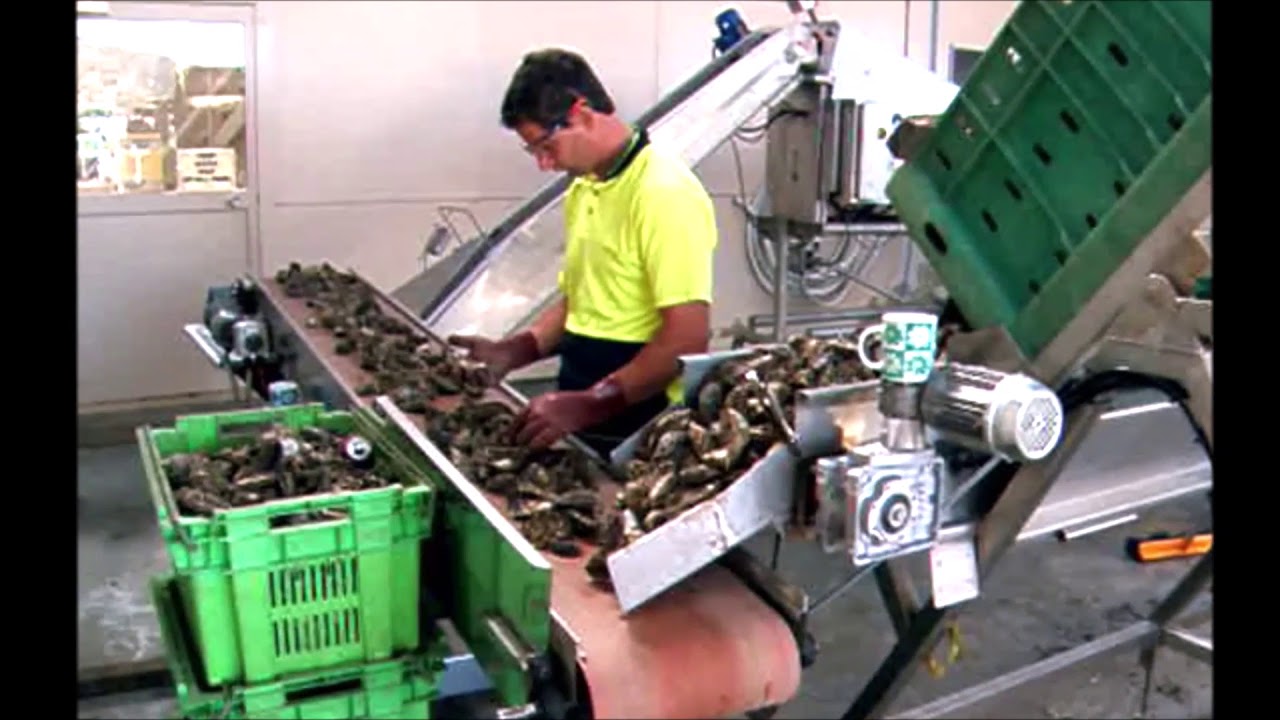 SED Shellfish equipment - YouTube