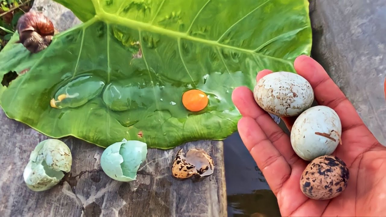 Inilah Beda Kuning Telur Itik Dan Burung Puyuh - YouTube