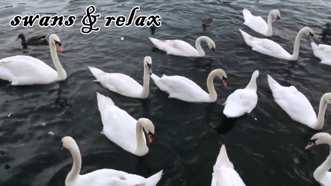 Relax music among swans - a perfect combination for stress reduction ...
