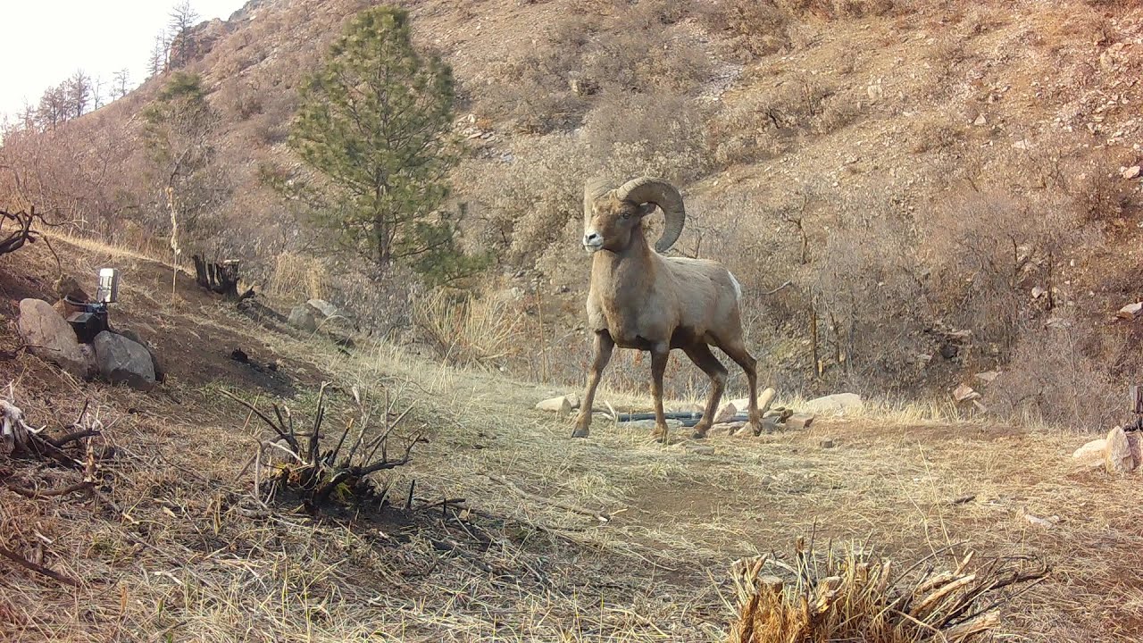 Wildlife Guzzler, Providing Water for Many Animals - YouTube