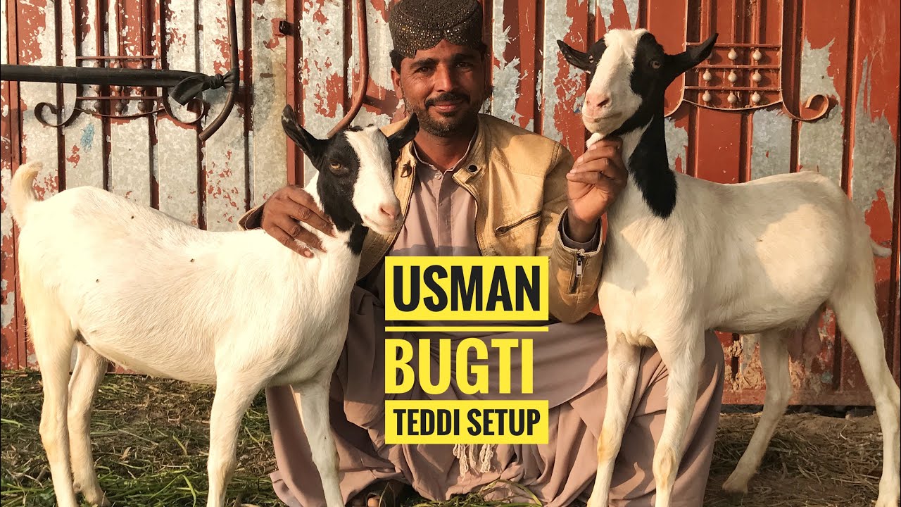 Teddi Goats Farming Trending in Pakistan | Usman Bugti Teddi Goats Farm ...