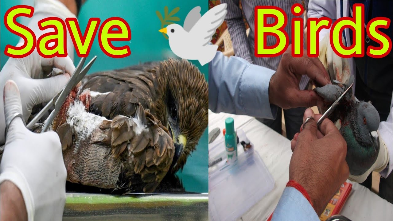 How can we protect the birds | how to save birds | conserve endangered ...