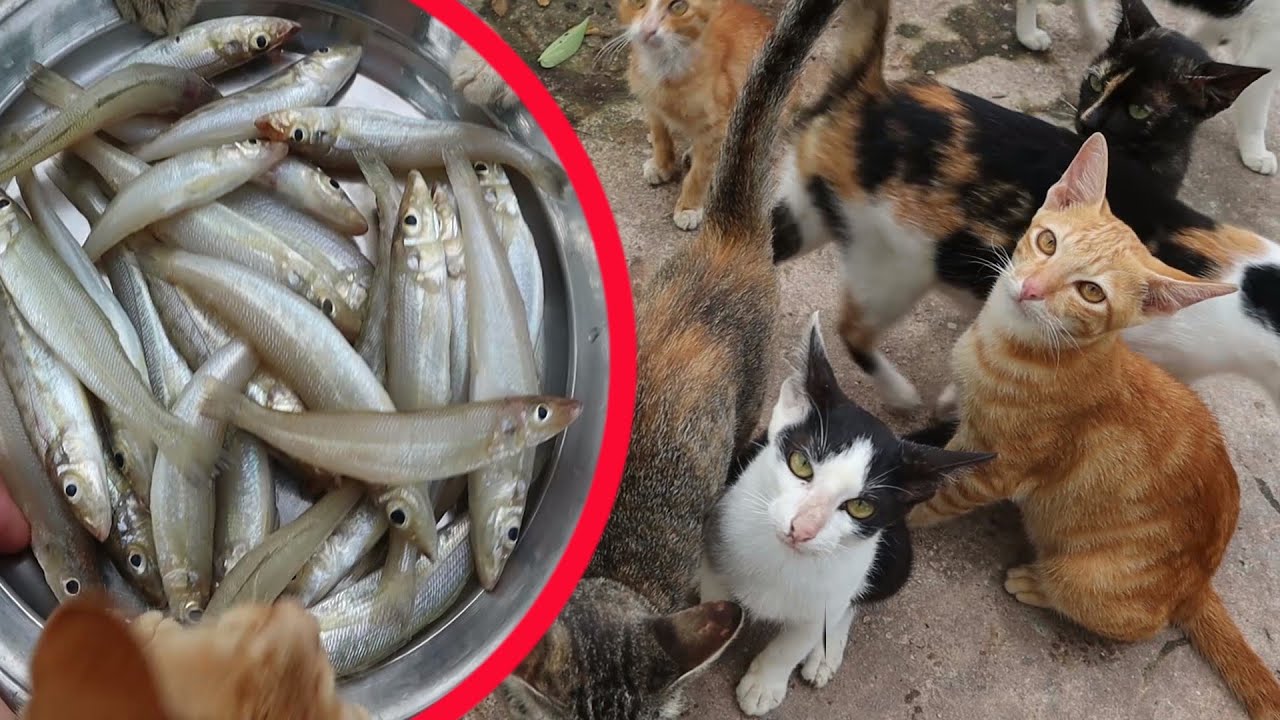 Hungry cat eating raw fish - YouTube