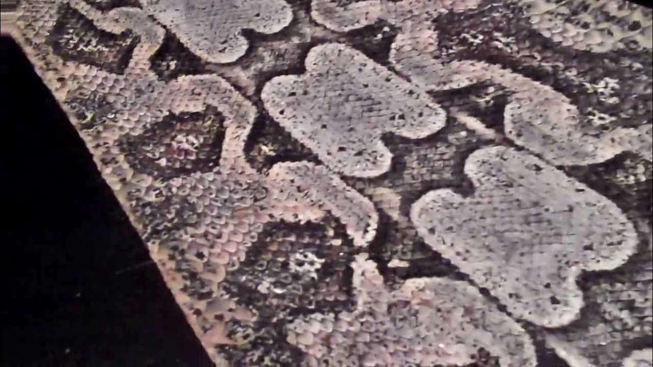 Working with snake skins: "Tip of the day" - YouTube