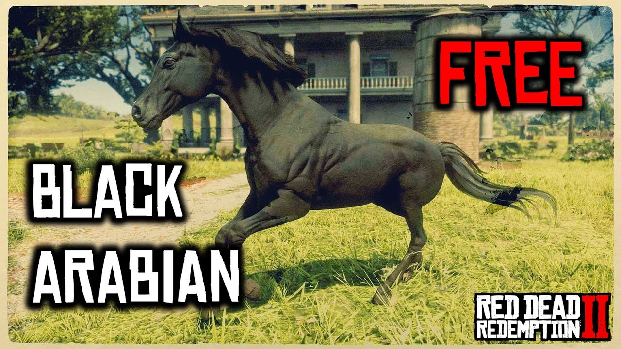 How To Get FREE Black Arabian - RDR2 Tips Story Mode - YouTube