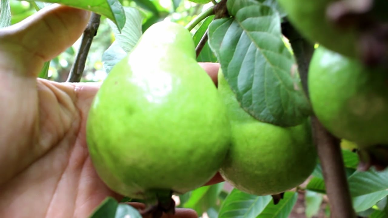 Organizando a casa e meu pé de goiaba gigante... Fran Adorno - YouTube