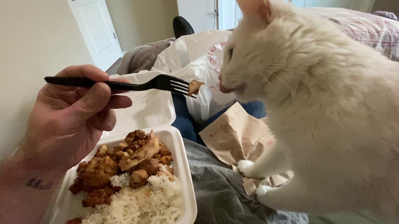 Teaching cat to use fork - YouTube