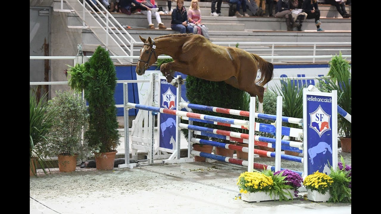 Lot 2 - 2yo stallion Elvis Ter Putte x Quick Star - YouTube