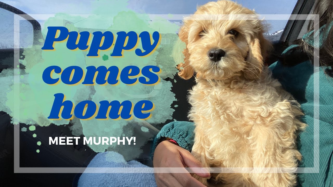 Puppy comes home | Meet Murphy! - YouTube
