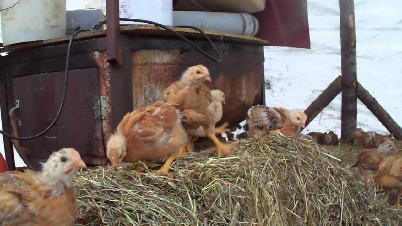 Heritage Farm Broilers at 3 weeks old - YouTube