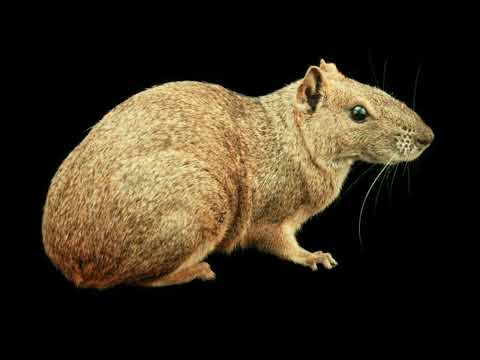 Pio Do Moco original gravado na natureza para atrair na caixinha