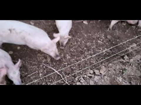 Moving Pigs and starting the wood boiler for the year - YouTube