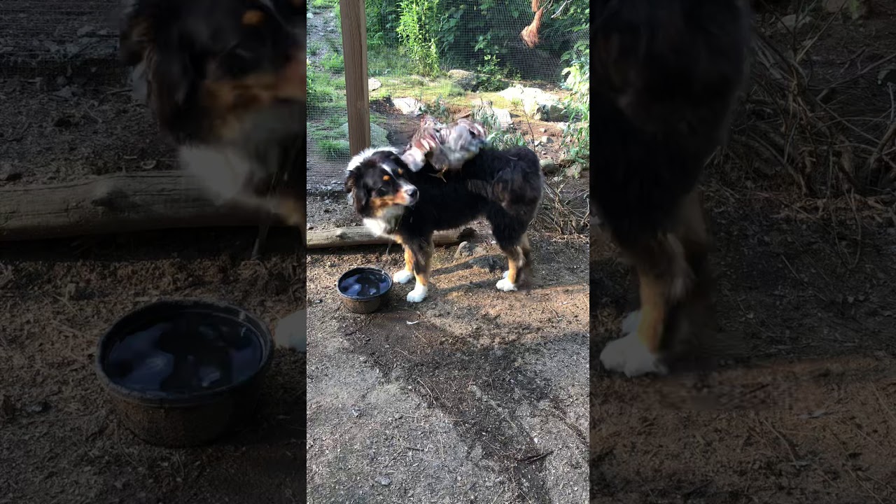 Chicken riding a dog - YouTube